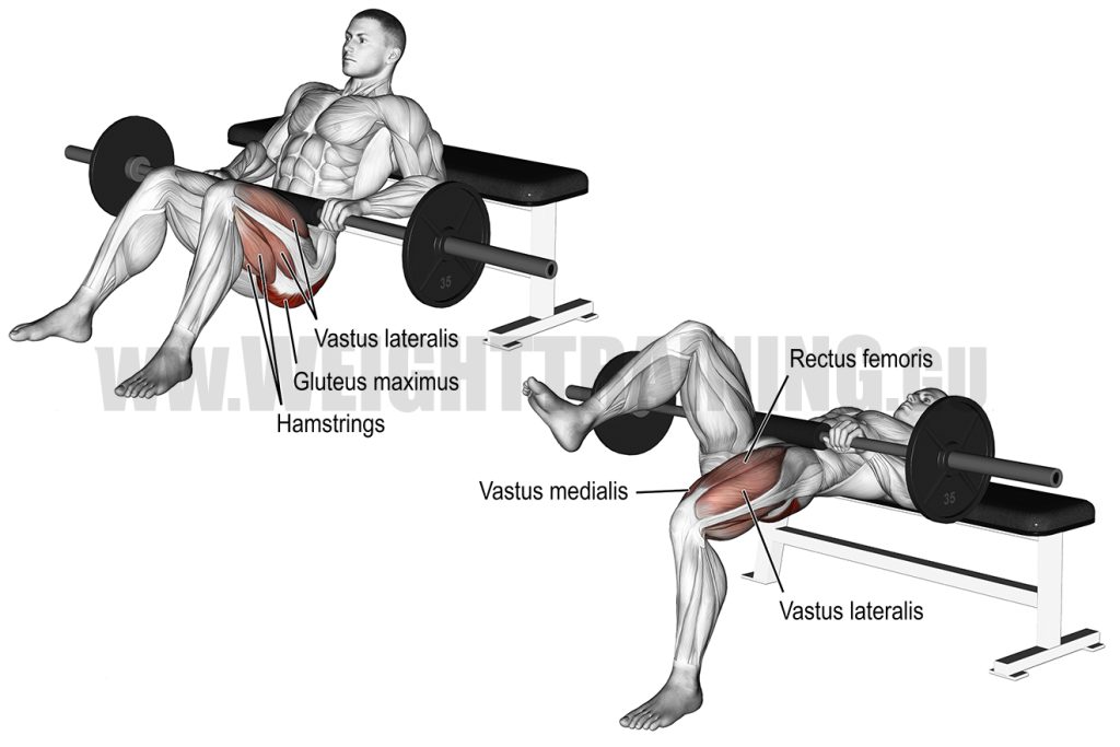 Hip Thrust a Una Pierna: Guía Completa | Elite Atleta